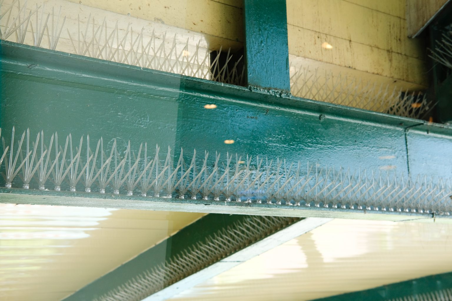 5* Bird Control UK | Bird Proofing | Bird Pest Control Services: PPSP